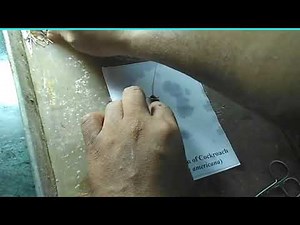 Dissection of Nervous System of Cockroach