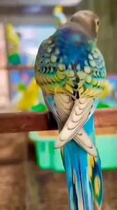 Beauty of Spangle Marvelous 😍 #Beauty #Spangle #Budgie #Bird #parrot #foryou #wildlife | MB Birds Farm