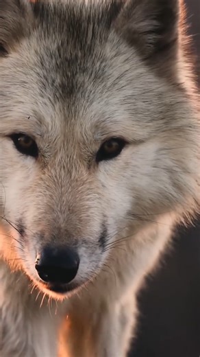 Wolf king | We are the Alpha Wolves