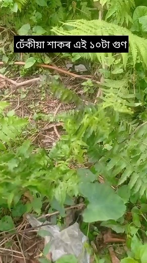 19 reactions | ঢেঁকীয়া শাক খাম নে নাখাম ? Do you take Fiddlehead fern recipe ? #FiddleheadFern #HealthyEating #FiddleheadRecipe #Superfood #NutritiousNoms #SeasonalCooking #FiddleheadBenefits #EatGreen #SpringRecipe #DeliciousDishes | Abhigyan Anurag | Facebook