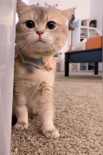 Charming Morning Moments with a Playful Kitten