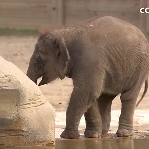 Frankie, the 19-week-old Asian elephant calf at the Columbus Zoo, is learning to use his trunk to drink water, pick up leaves, shoots and twigs and raise it in the air. (Video: Columbus Zoo) https://bit.ly/3CpIgFf | WLWT