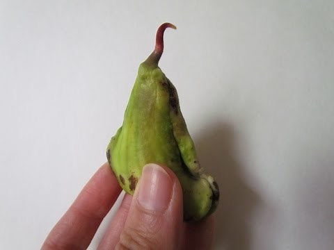 How to germinate a mango seed