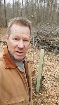 Using tree tubes on seedling oaks