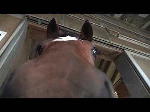 【有馬記念】最新映像！メイショウタバル “飼い葉モグモグ” 武豊騎手とのコンビで春秋グランプリ制覇へ！ ※協力：石橋守厩舎