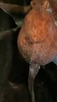 How do octopus poop? 🐙🎉 #shorts #octopus #aquarium