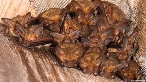 Did you know that pallid bats catch their prey in the ground as opposed to other bats who catch food in flight? 驪 #funfacts #pallidbatfunfacts | Wyler Aerial Tramway - Texas Parks & Wildlife | Facebook