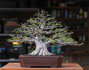 Wrightia Religiosa | Bonsai Tree, || 225 || Bonsai Rare - Etsy
