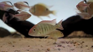 19 reactions | My Fish Room on Reels | Facebook