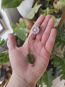 The Picker - 2 Bead Fidget Toy Designed for Adults - Etsy Australia